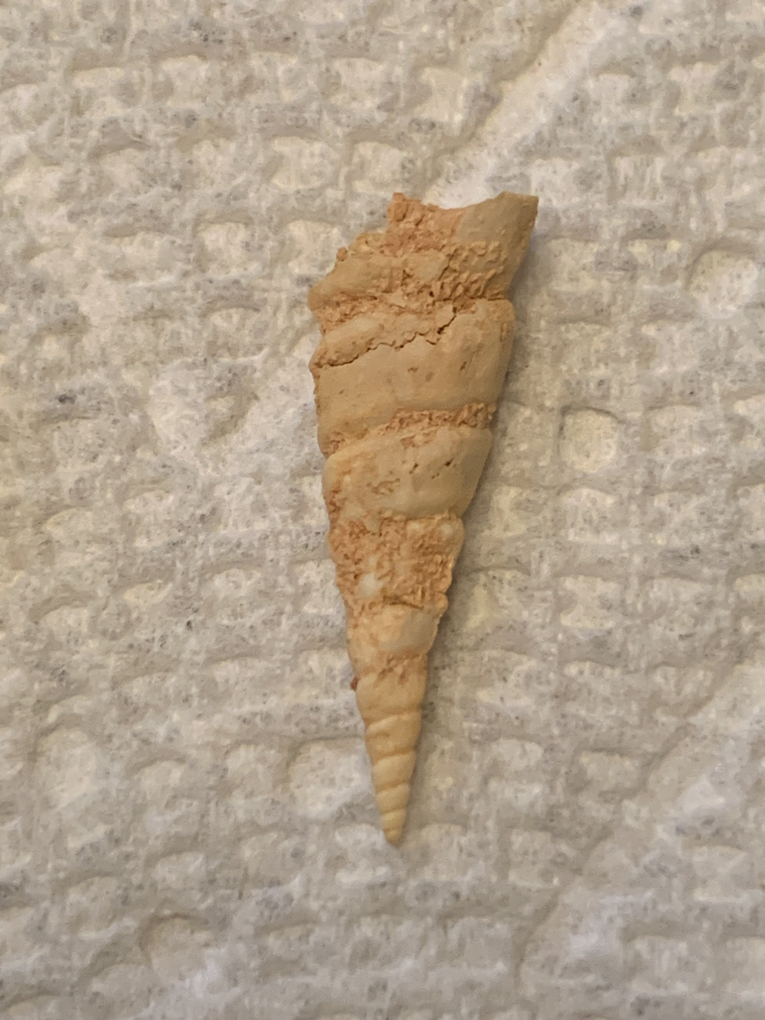 Fossil shell ID and help with geologic age - Fossil ID - The Fossil Forum