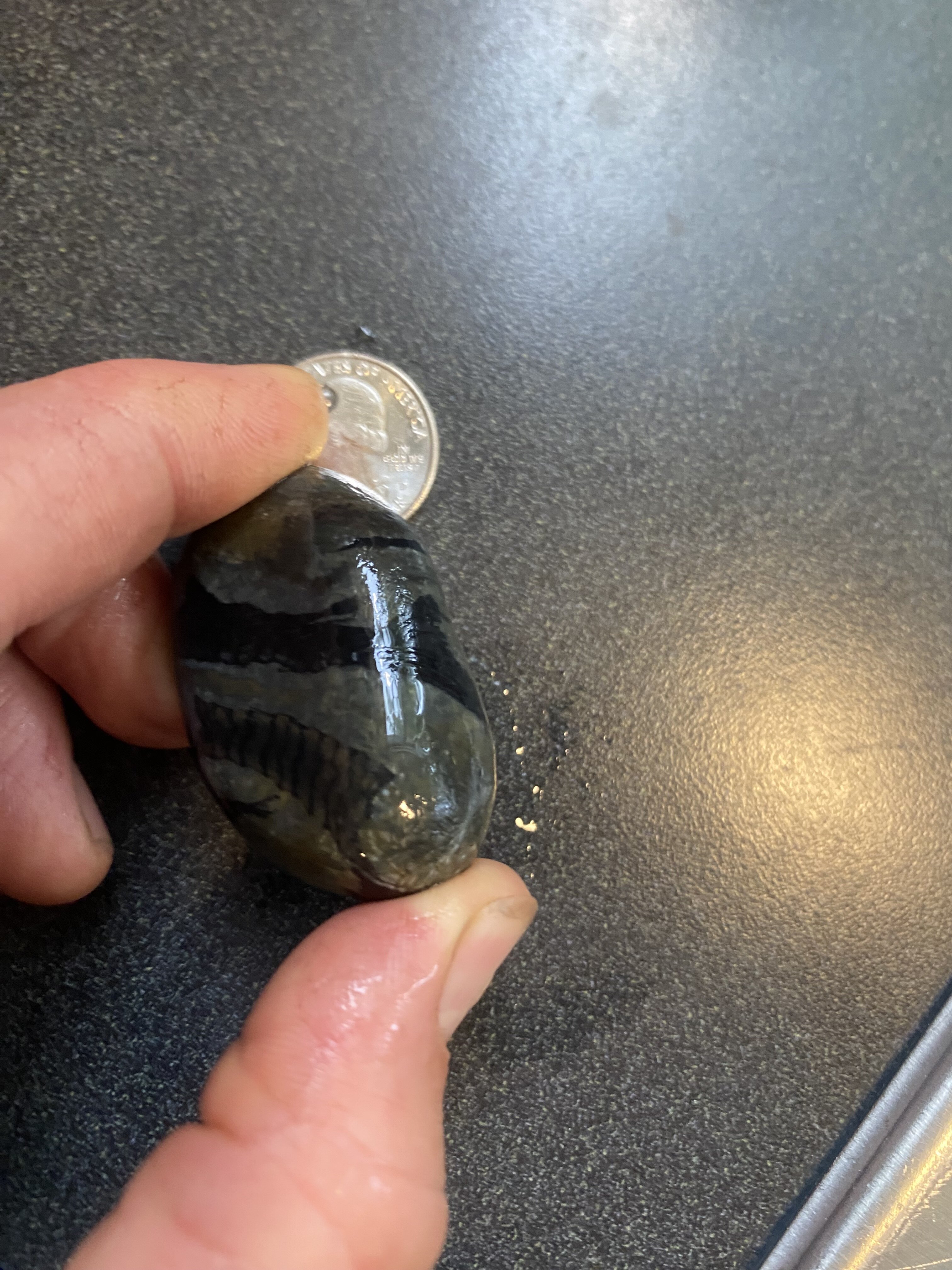 Central oregon coast fossil ID help - Fossil ID - The Fossil Forum