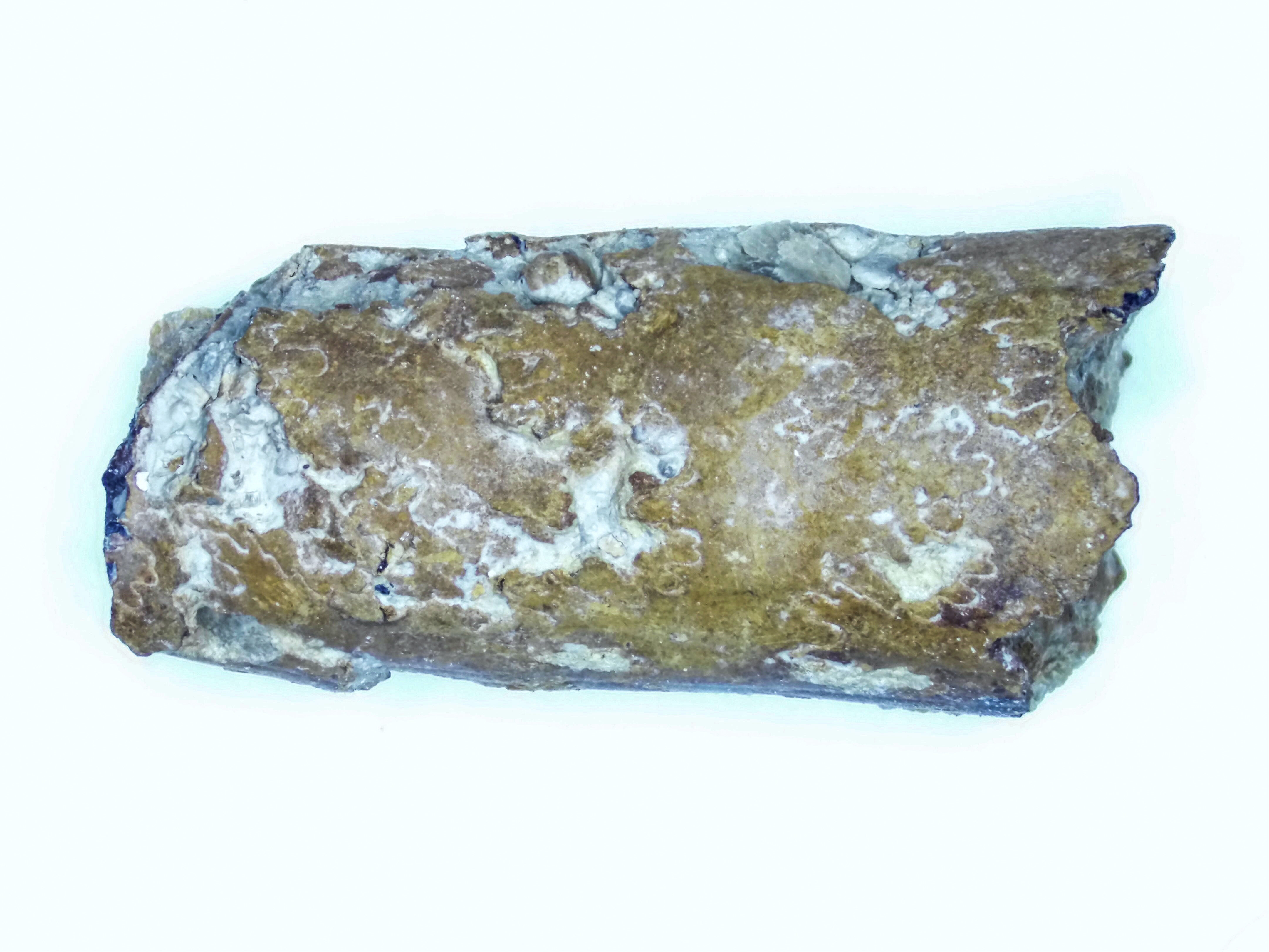 Fun Finding Fossils with Friends in Fort...Worth TX - Fossil Hunting ...