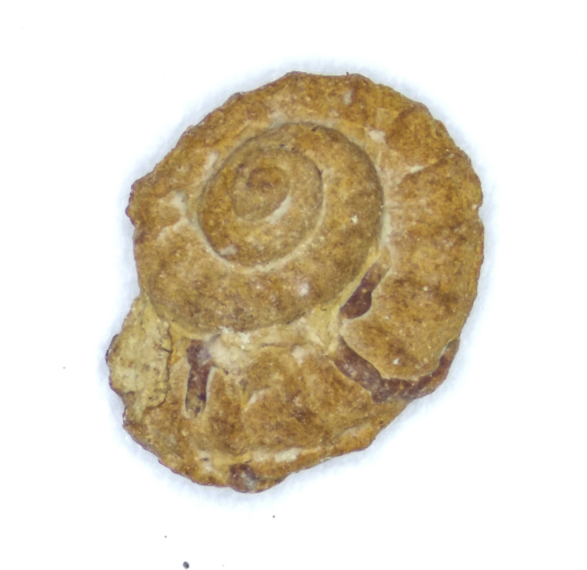 Fun Finding Fossils with Friends in Fort...Worth TX - Fossil Hunting ...