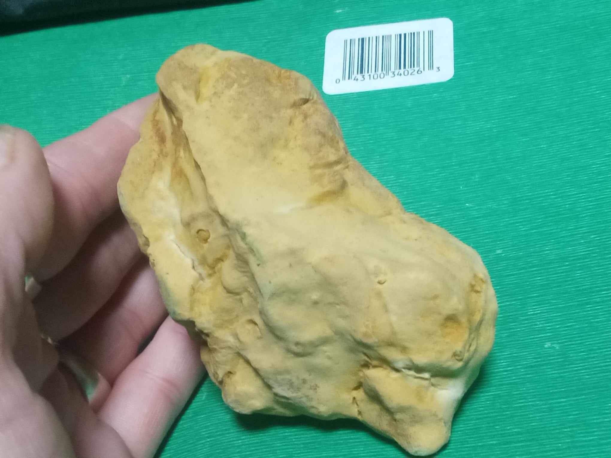 Possible dino head - Fossil ID - The Fossil Forum