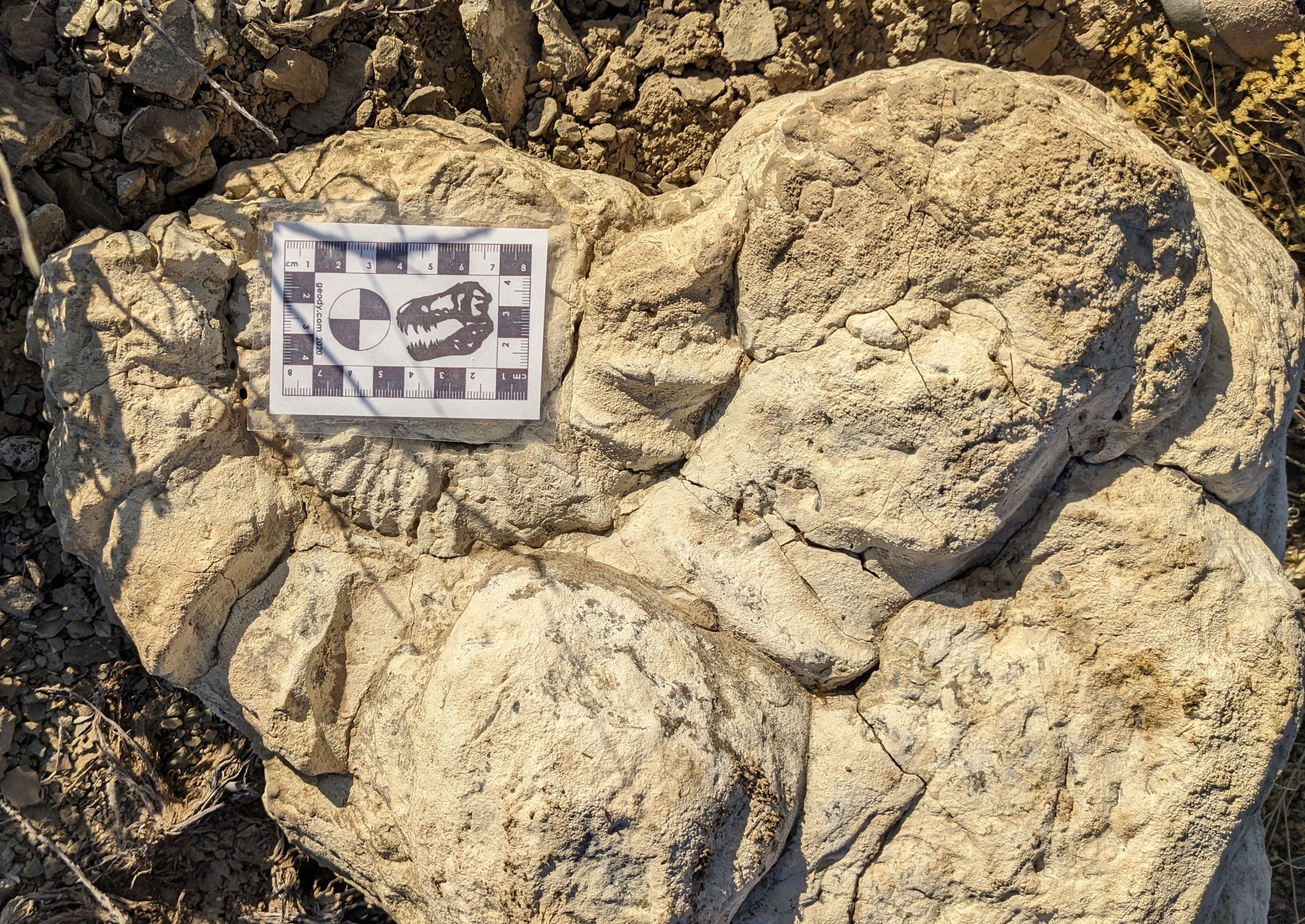 Is there a powder I could brush on this fossil to increase contrast ...