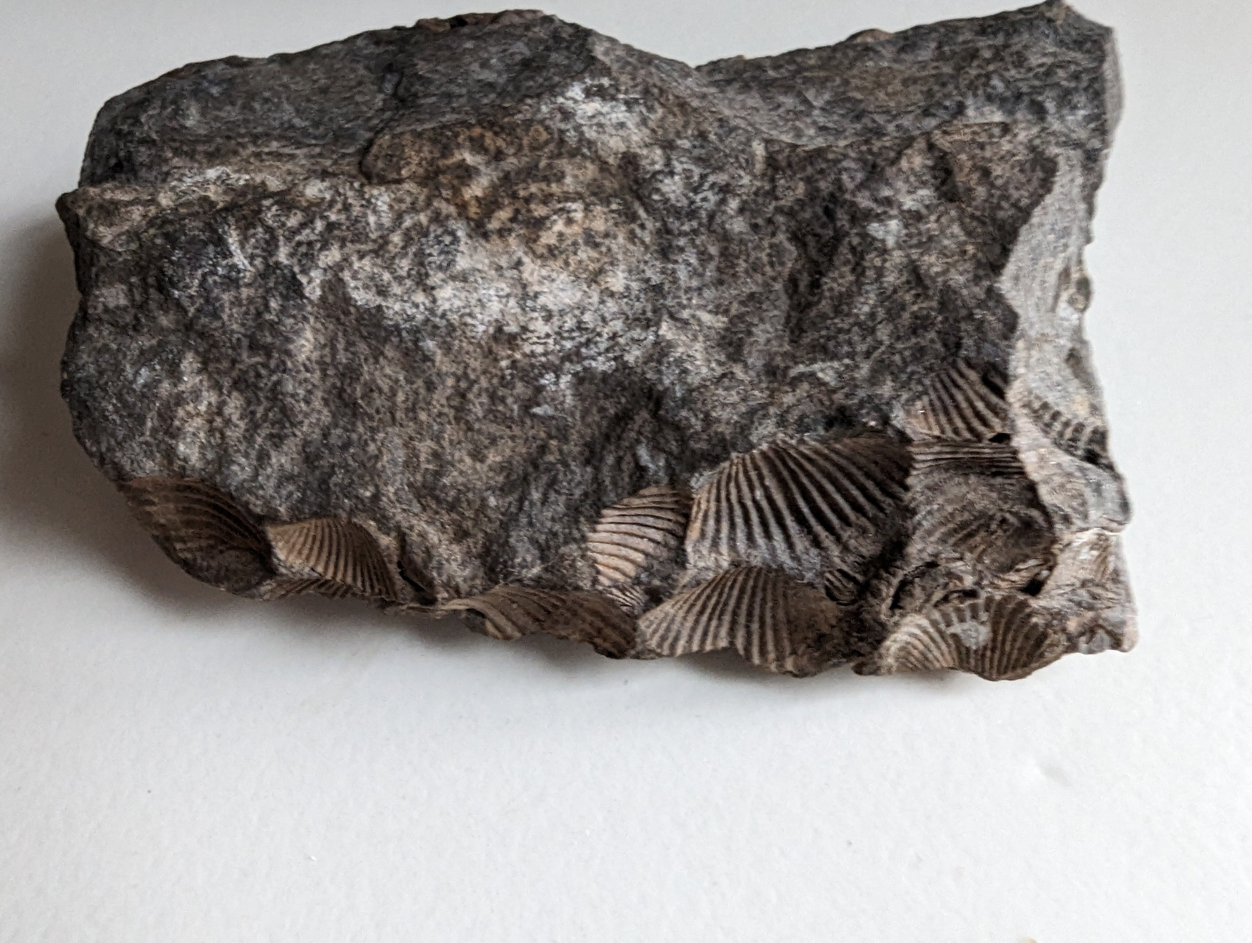 Found on mountain in W. Virginia - Fossil ID - The Fossil Forum