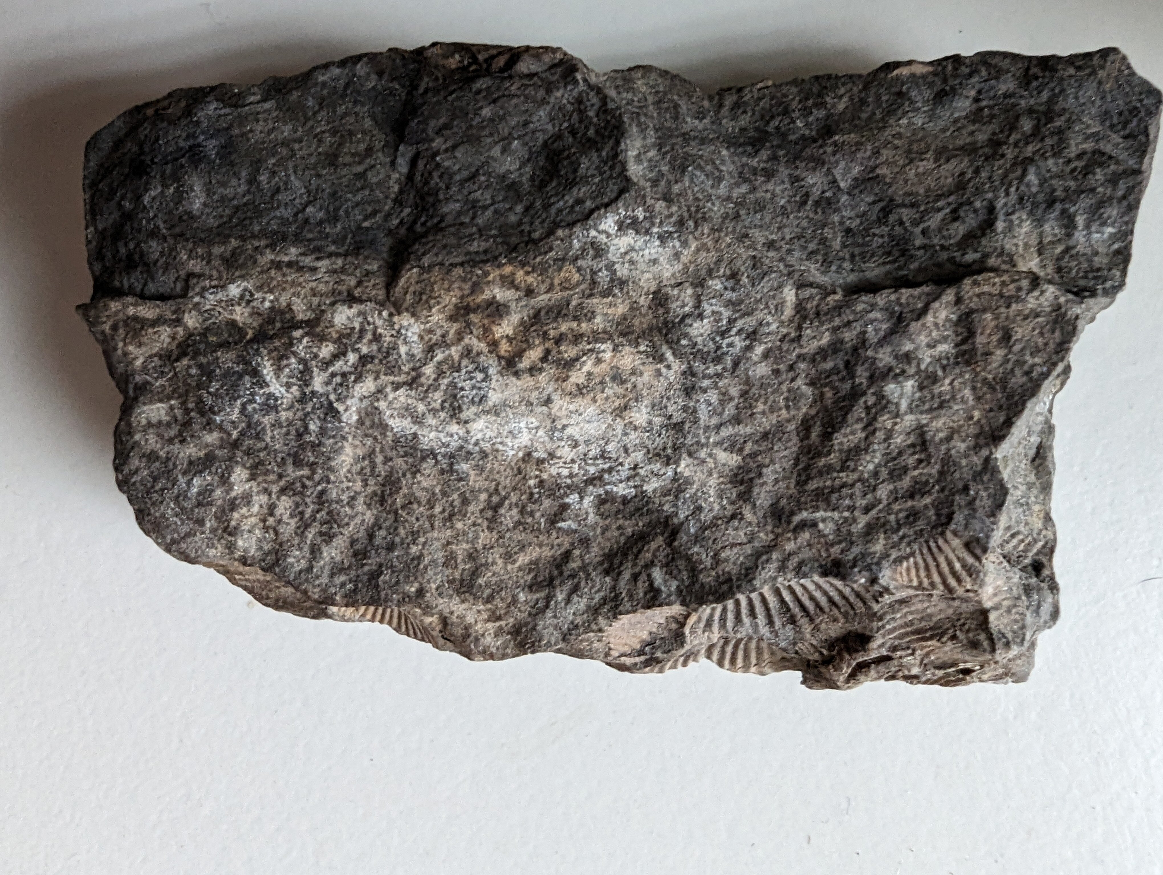 Found on mountain in W. Virginia - Fossil ID - The Fossil Forum