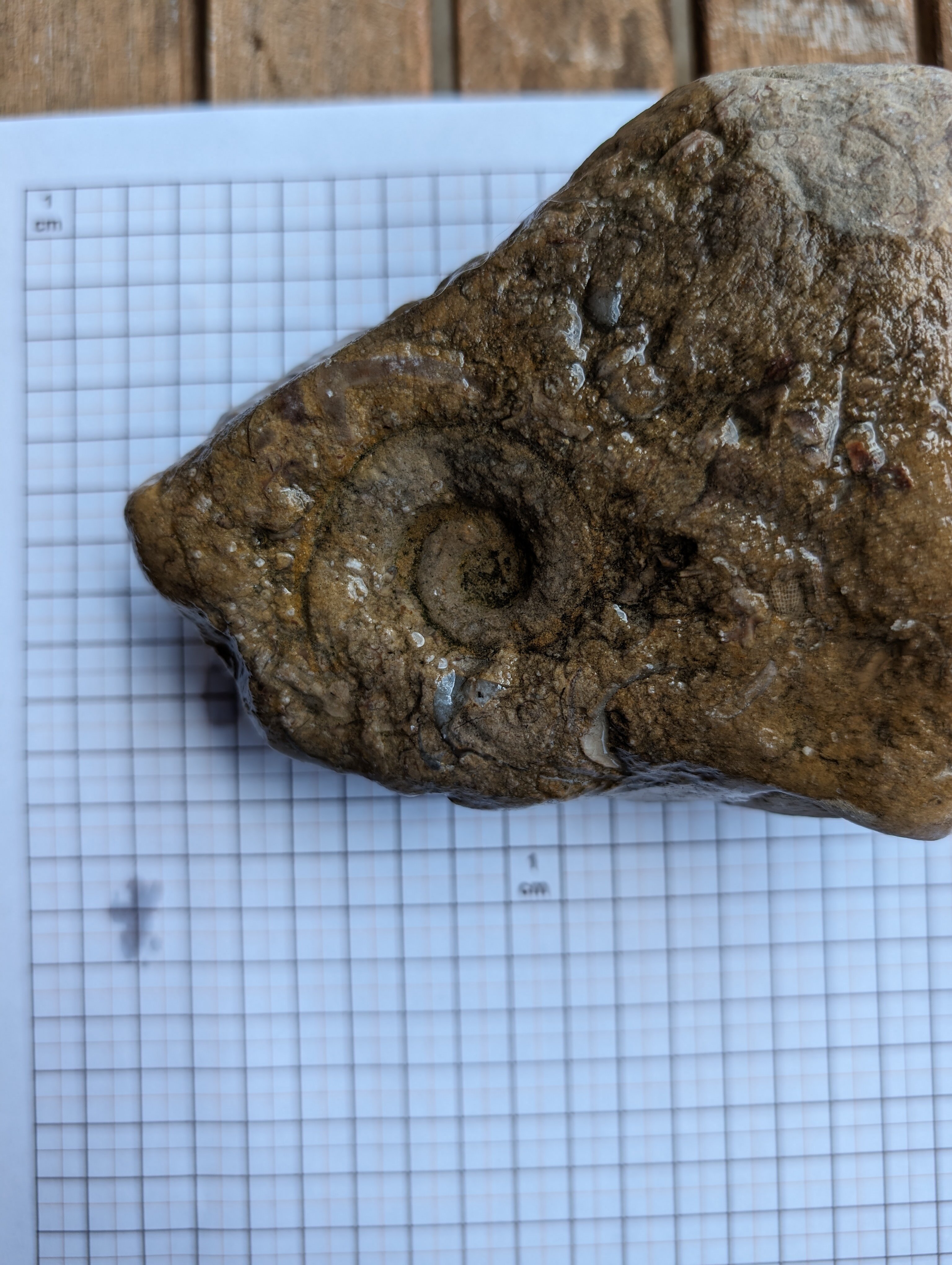 Please assist with identification - Fossil ID - The Fossil Forum