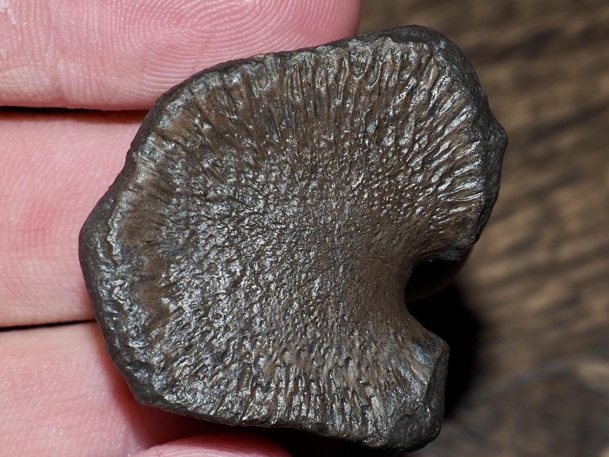Ichthyosaur Paddle Bone - Member Collections - The Fossil Forum