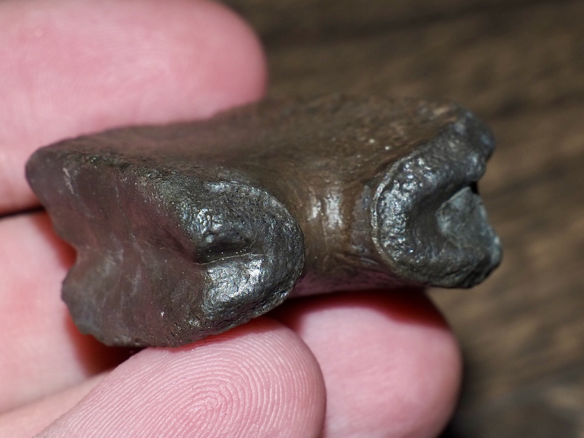Ichthyosaur Paddle Bone - Member Collections - The Fossil Forum