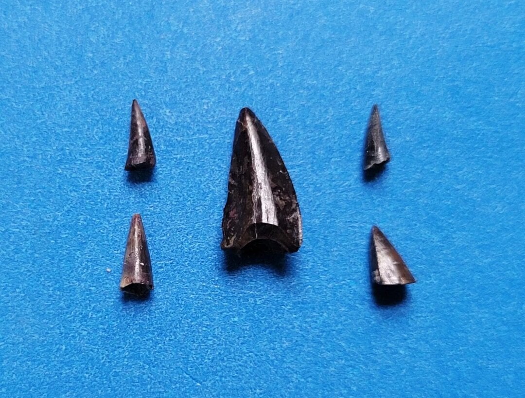 Dimetrodon teeth ? - Fossil ID - The Fossil Forum