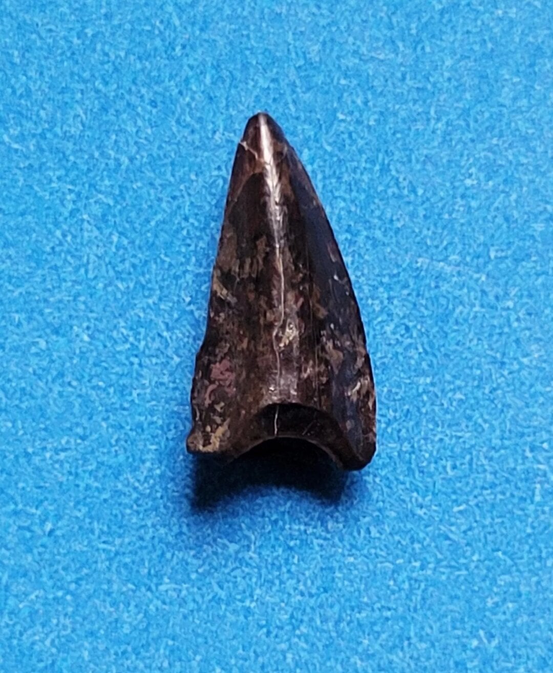 Dimetrodon teeth ? - Fossil ID - The Fossil Forum