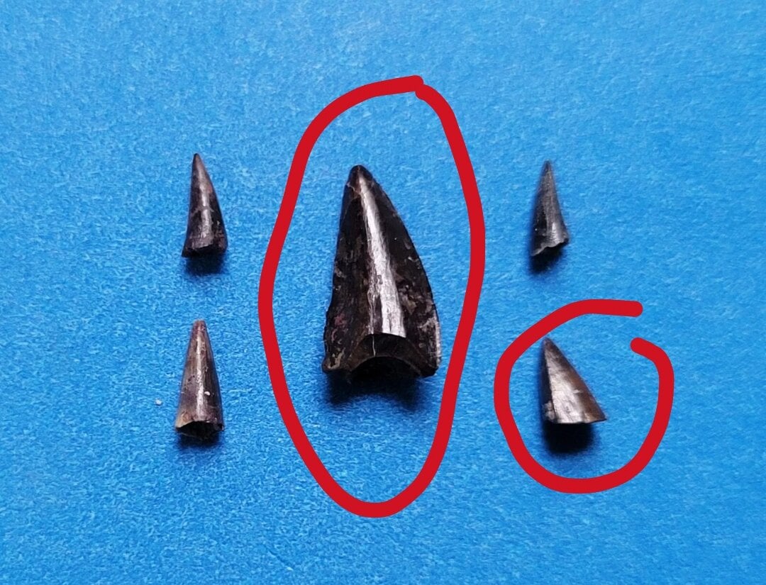 Dimetrodon teeth ? - Fossil ID - The Fossil Forum