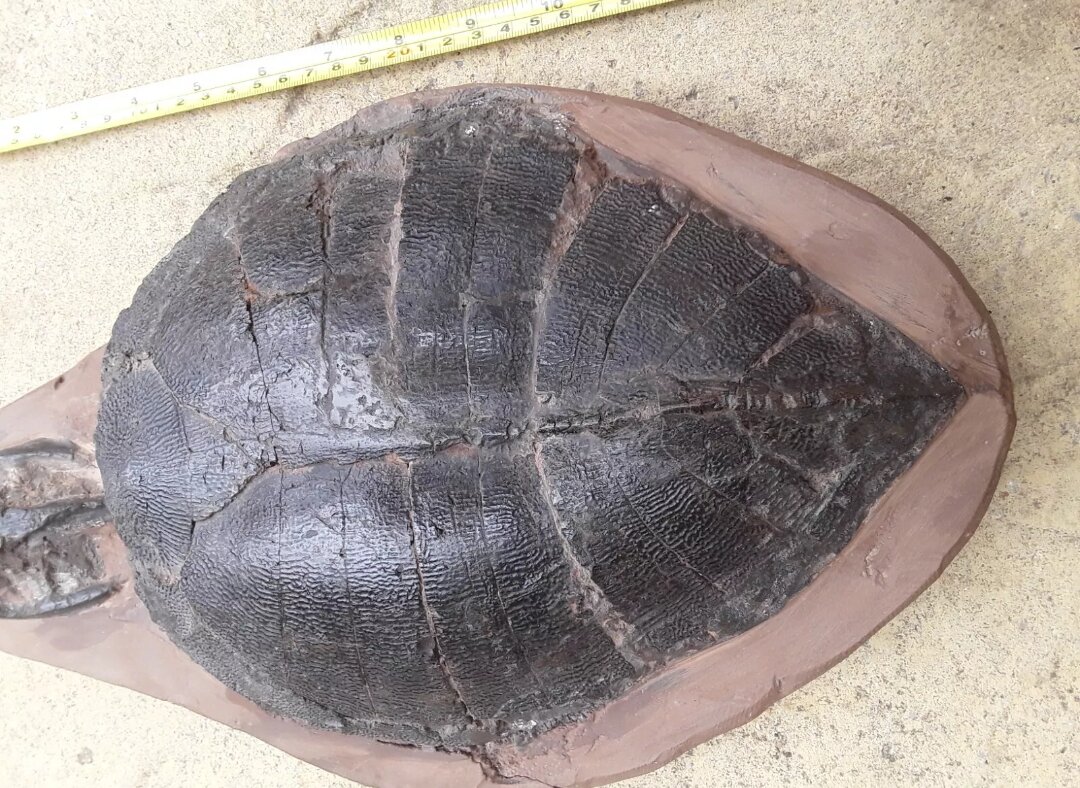 Real or fake turtle. Looks weird. - Is It Real? How to Recognize Fossil ...