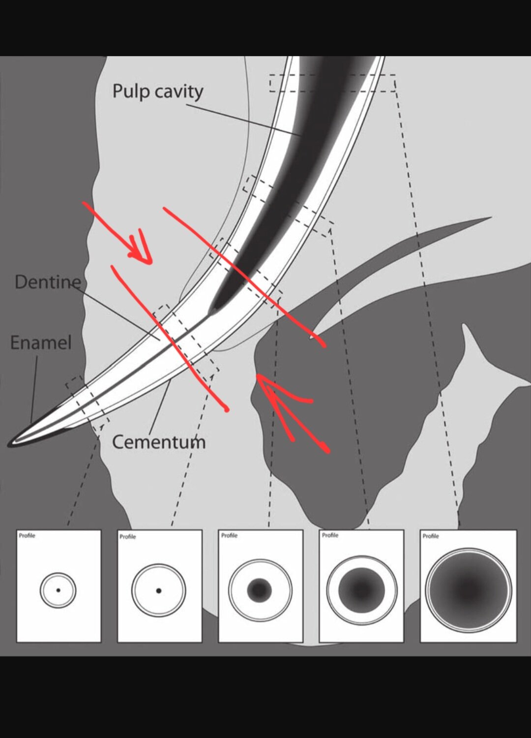 SE Texas - Mammoth pelvis and tusk? - Fossil ID - The Fossil Forum