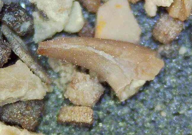 Microfossils from Permian Texas Red Beds - Fossil ID - The Fossil Forum