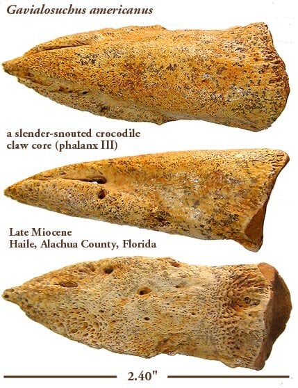 Turtle claw or crocodile claw? - Fossil ID - The Fossil Forum