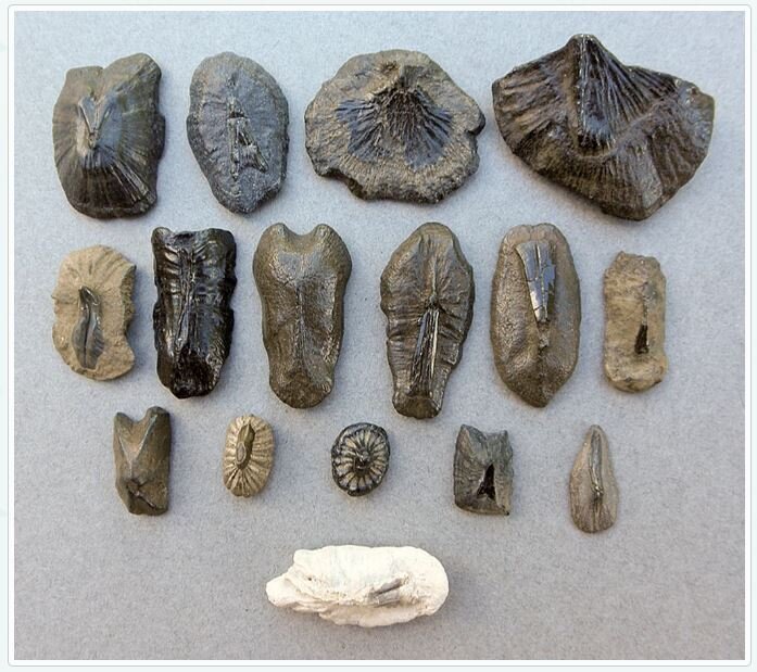 Dermal Dentical? - Fossil ID - The Fossil Forum
