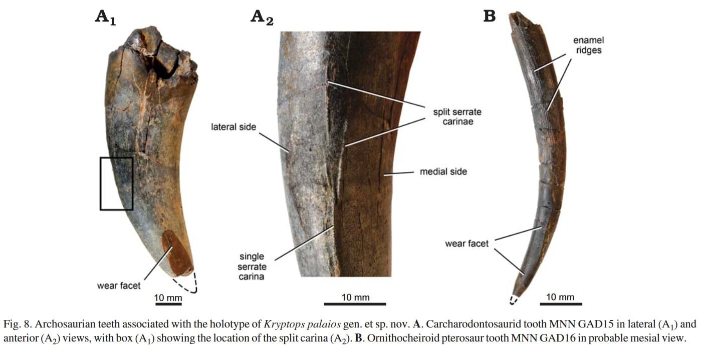 Is this a Carcharodontosaurid Tooth? - Fossil ID - The Fossil Forum
