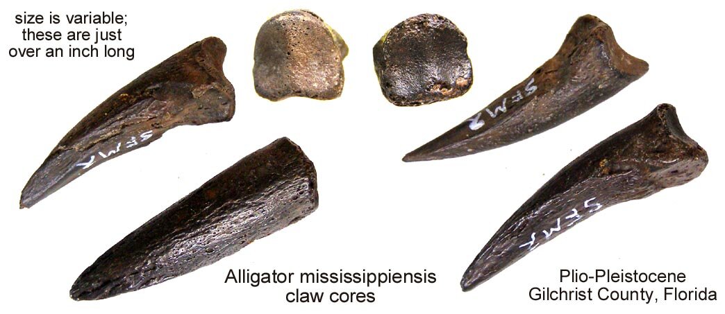 Turtle claw or crocodile claw? - Fossil ID - The Fossil Forum