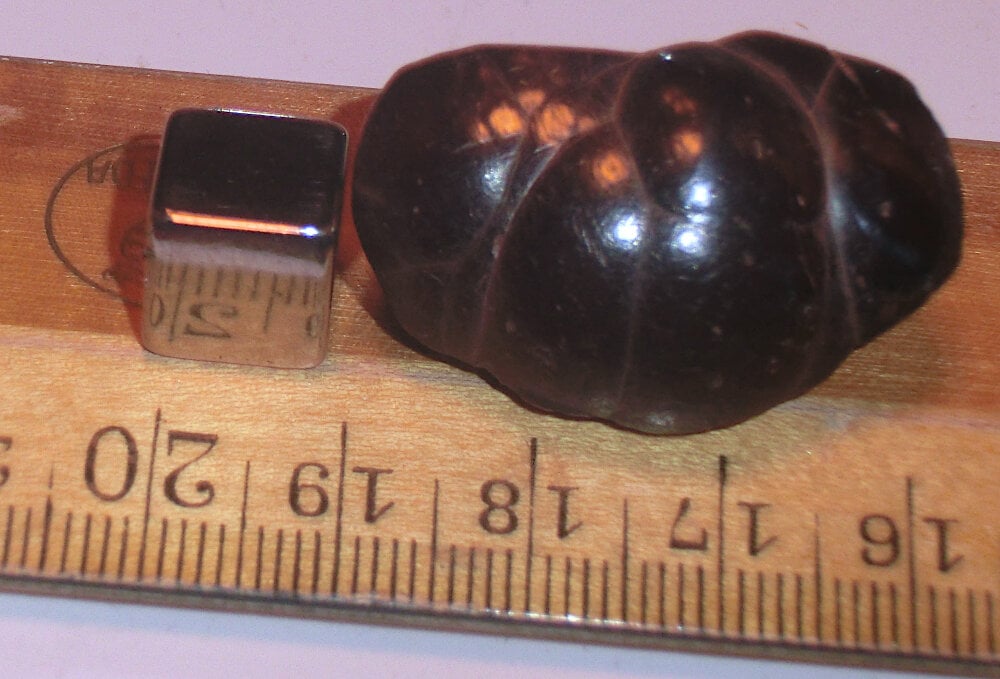 Magnetic fossil - Fossil ID - The Fossil Forum