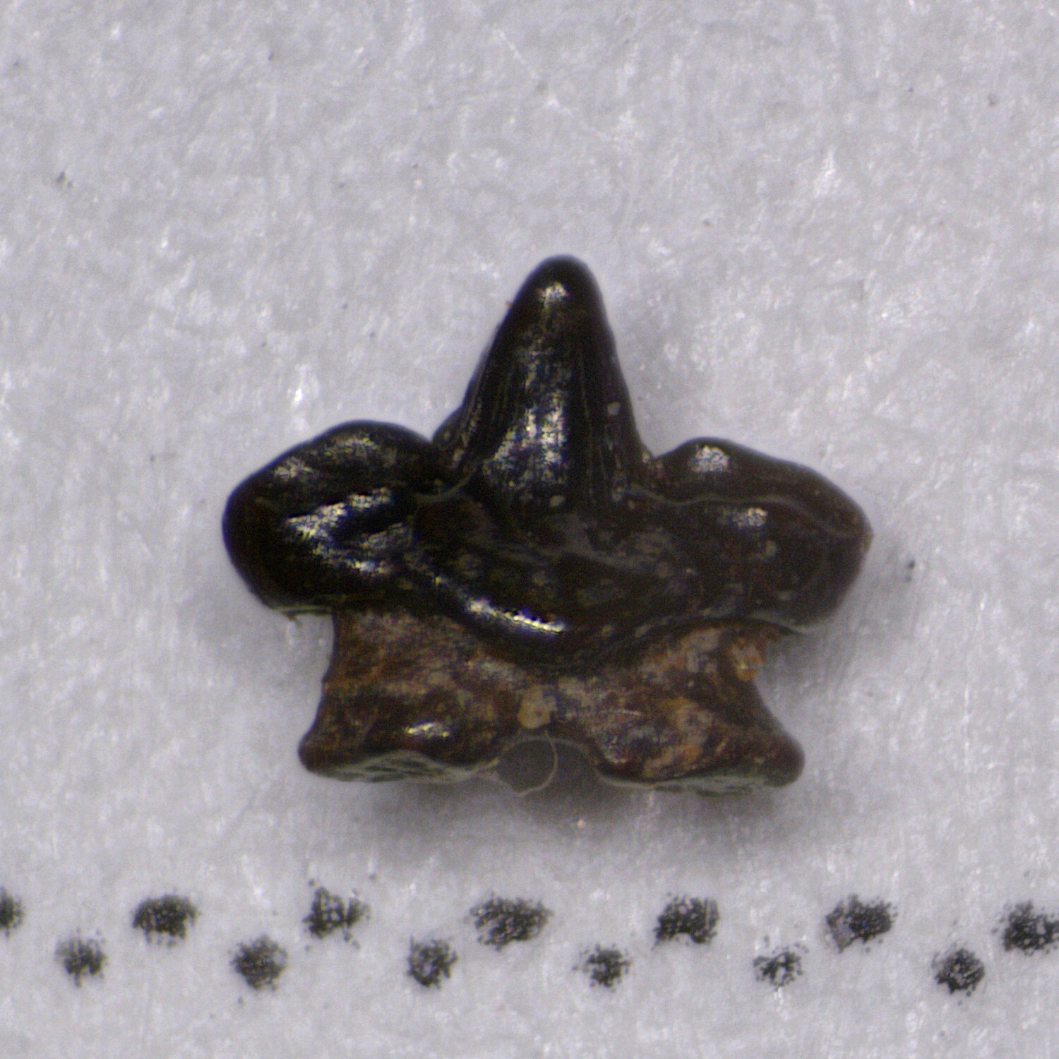 Donoho Creek (Late Cretaceous) Microfossils from South Carolina - Micro ...