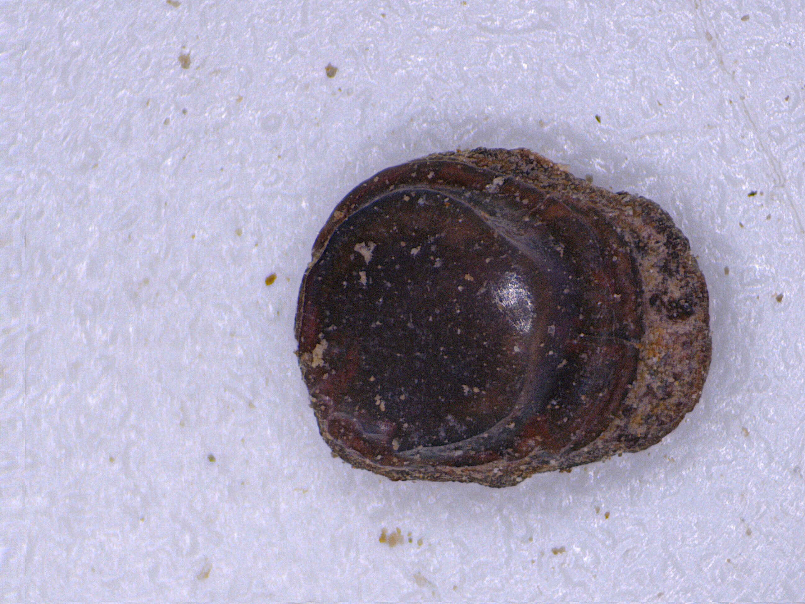 Donoho Creek (Late Cretaceous) Microfossils from South Carolina - Micro ...