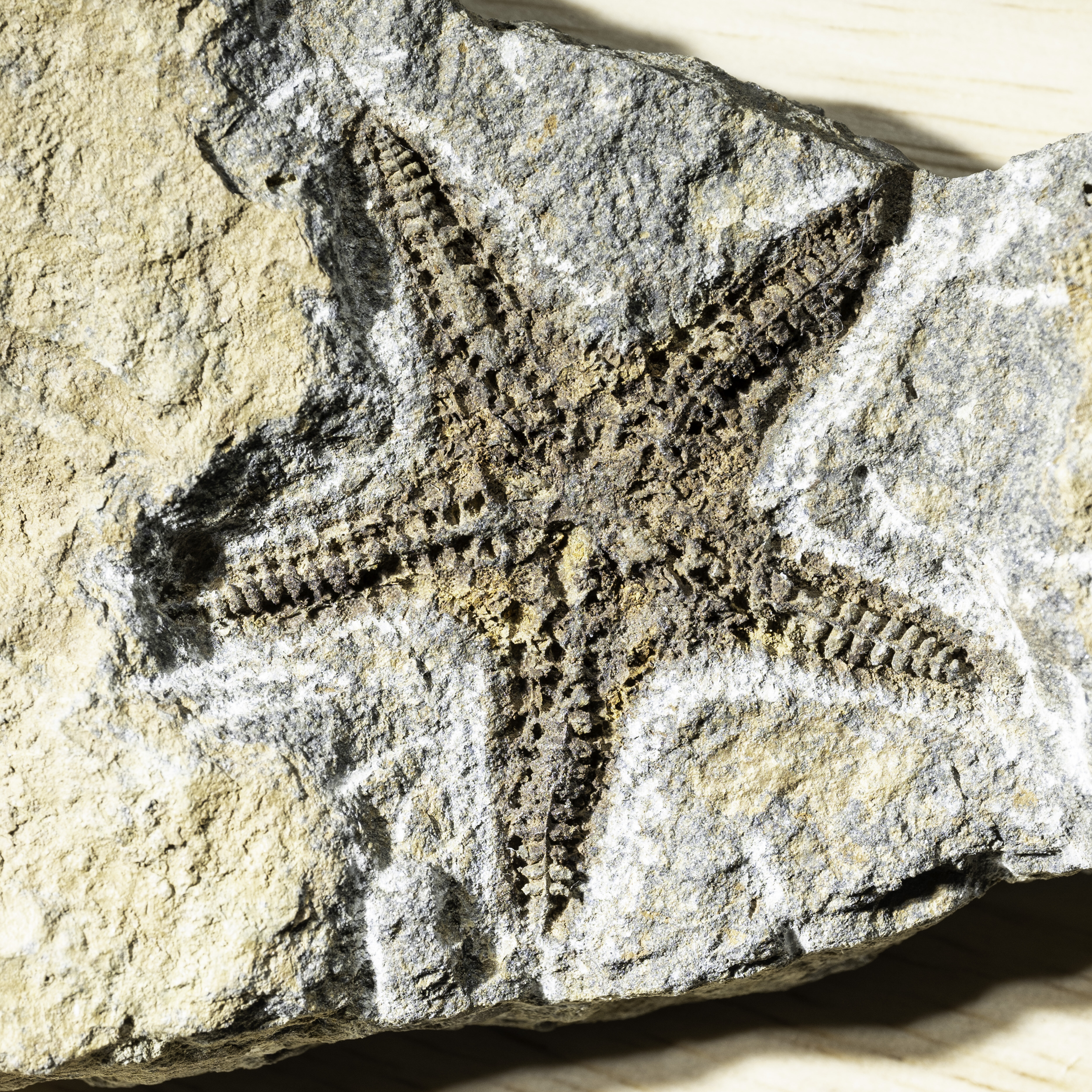Starfish fossil fake - Is It Real? How to Recognize Fossil Fabrications ...