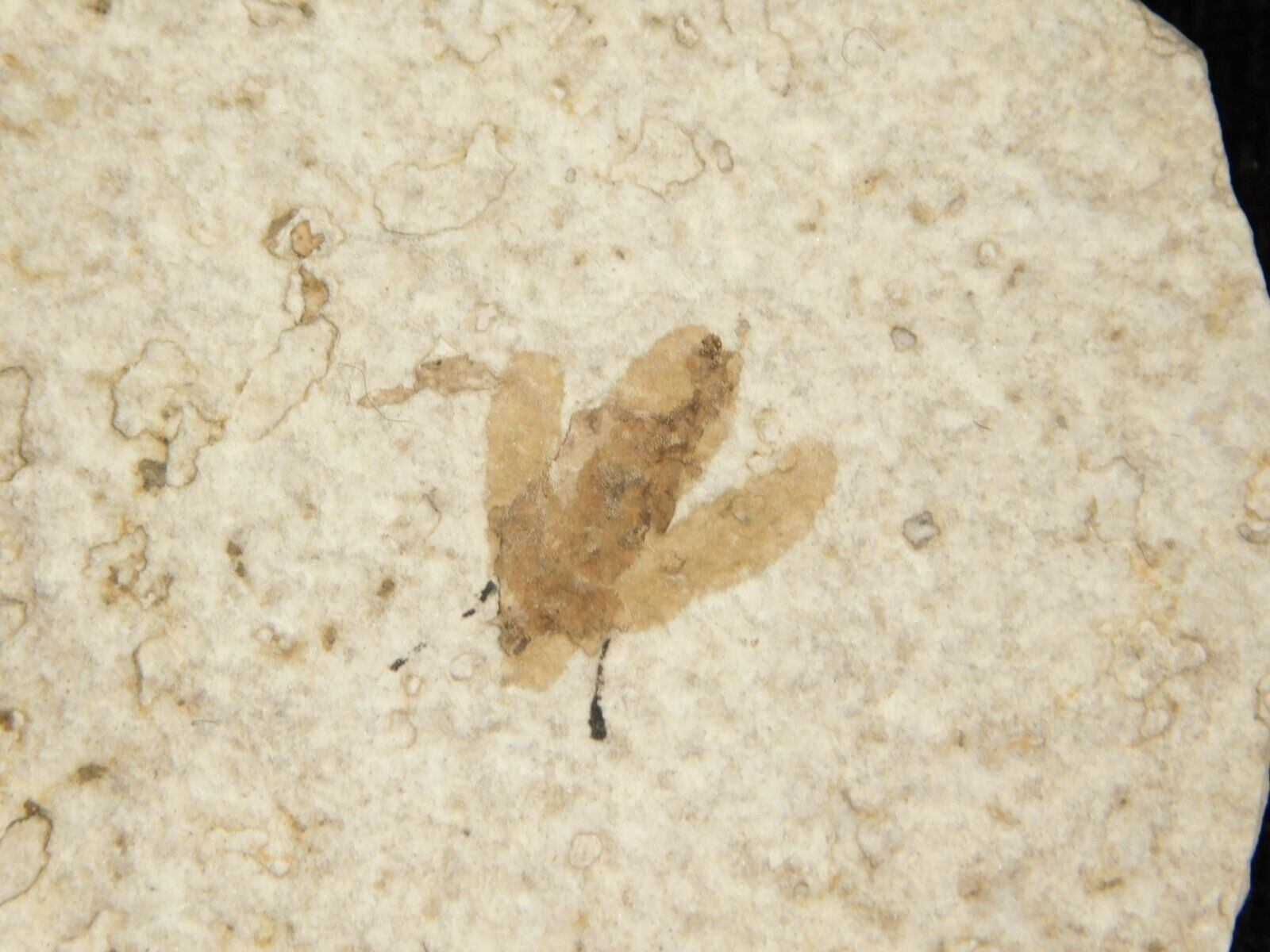 Green river insects - Is It Real? How to Recognize Fossil Fabrications ...