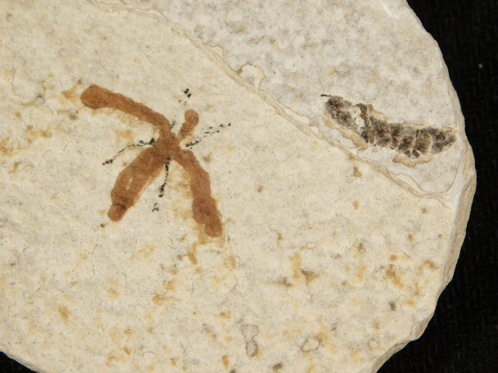 Green river insects - Is It Real? How to Recognize Fossil Fabrications ...