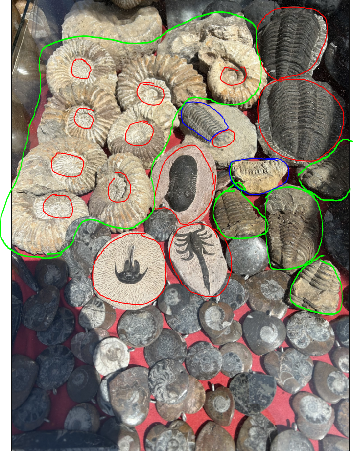 Are the fossils real? - Is It Real? How to Recognize Fossil ...