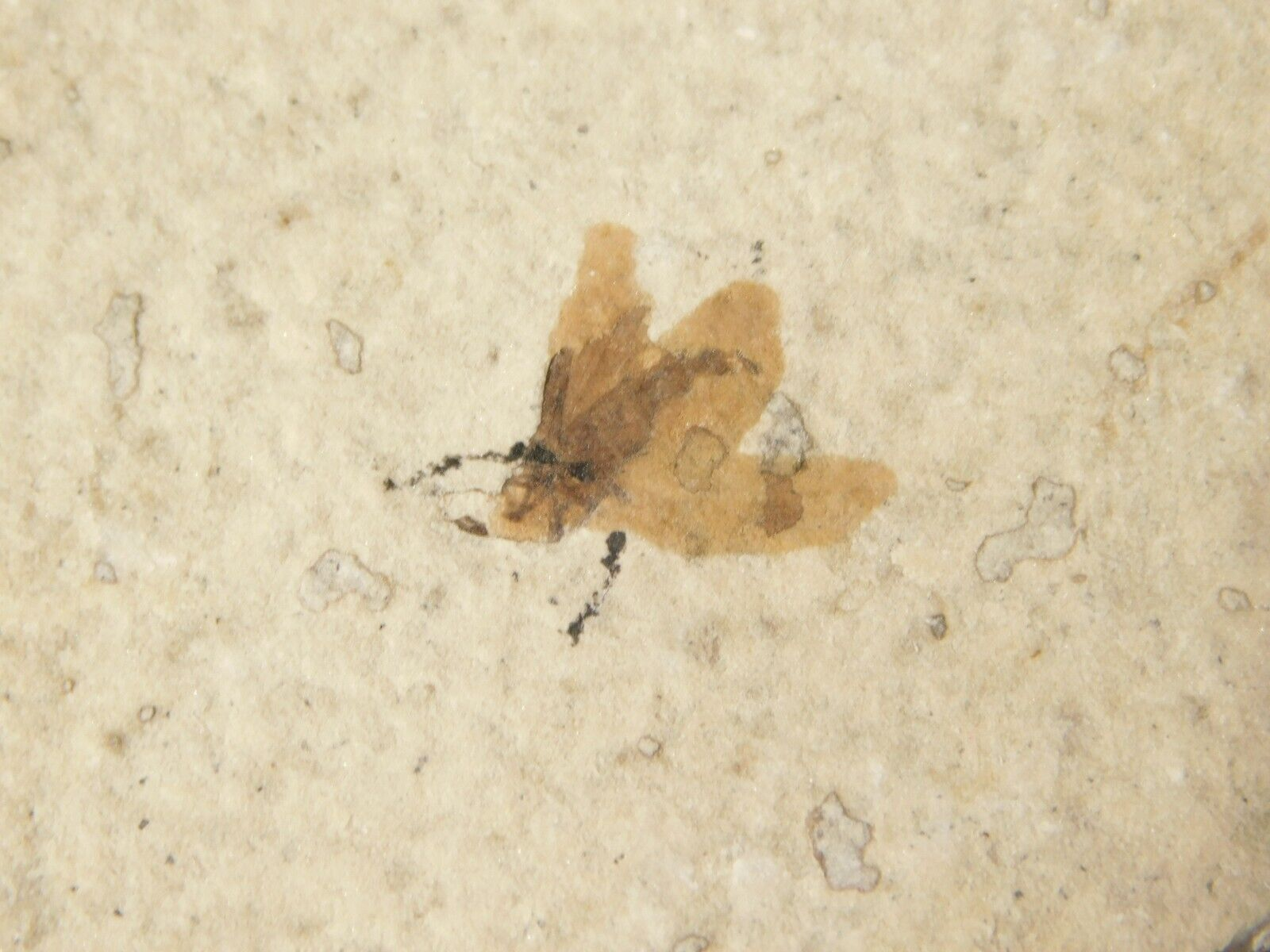 Green river insects - Is It Real? How to Recognize Fossil Fabrications ...