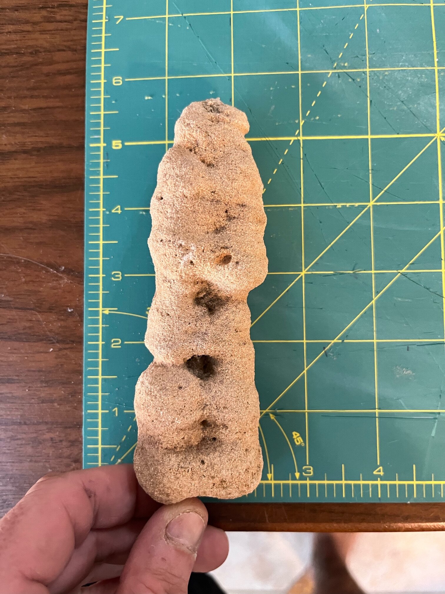 Looks like a pretzel dog - Fossil ID - The Fossil Forum