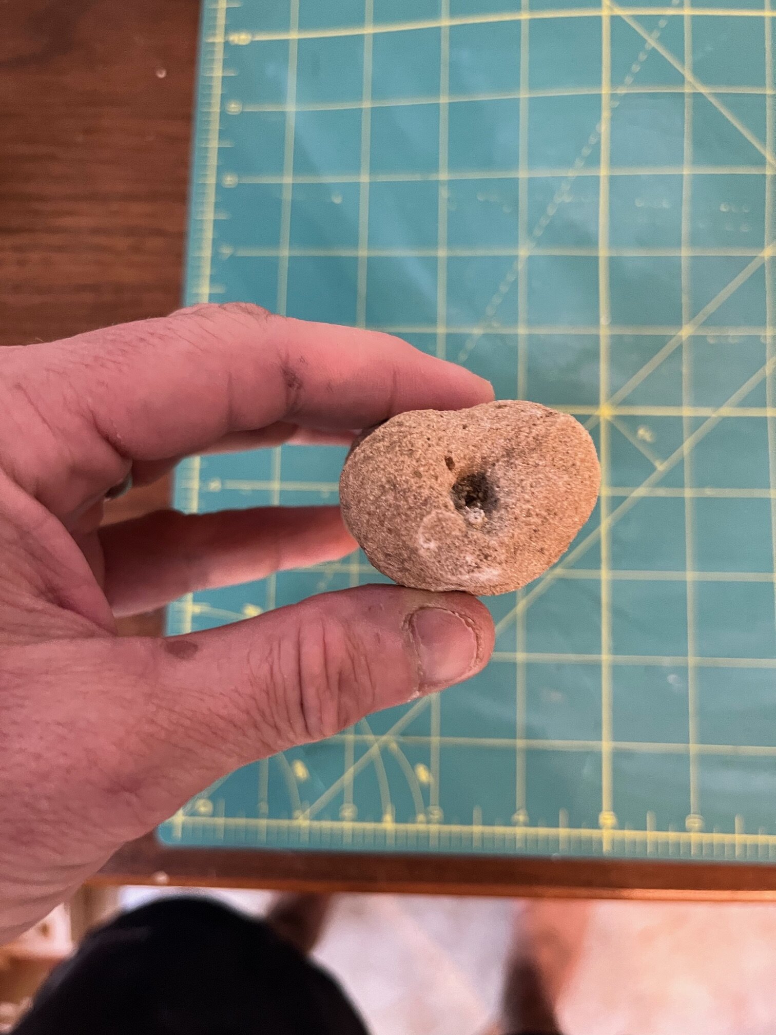 Looks like a pretzel dog - Fossil ID - The Fossil Forum