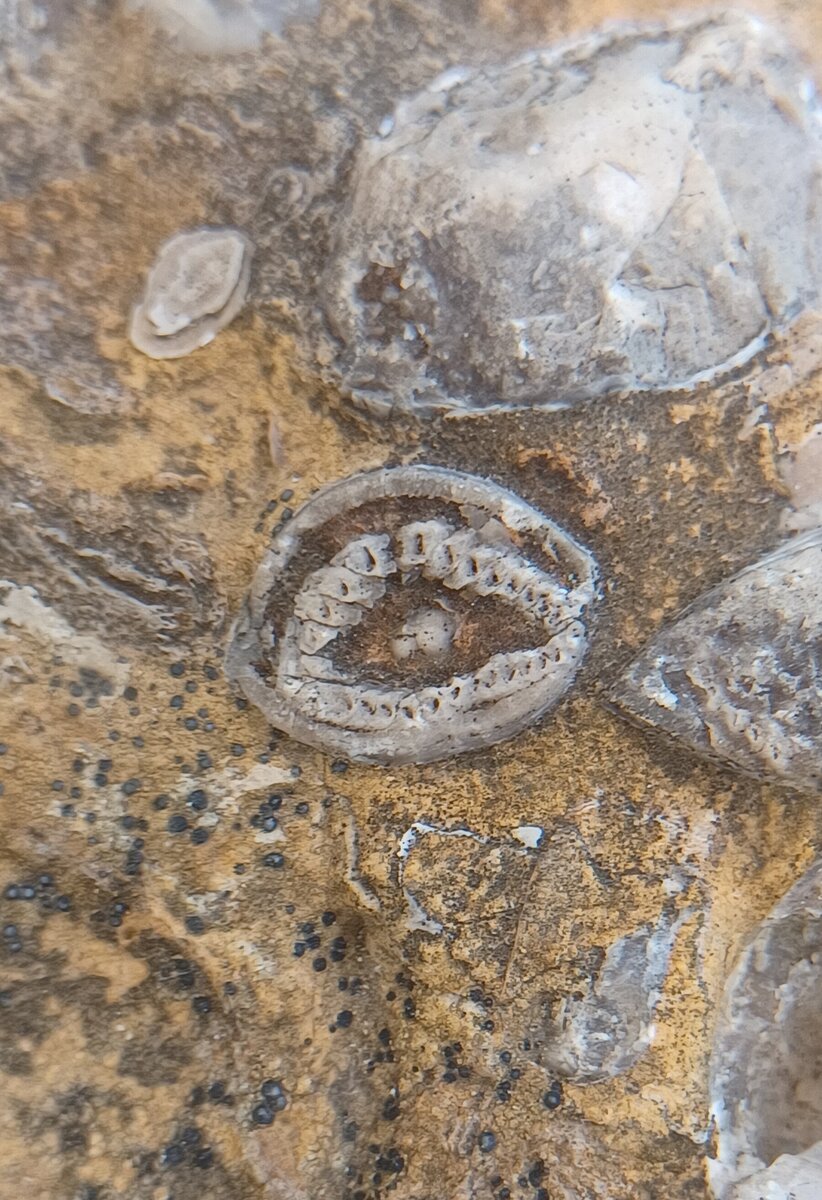 Composita with Brachium preserved from the Winterset ls Composita Layer ...