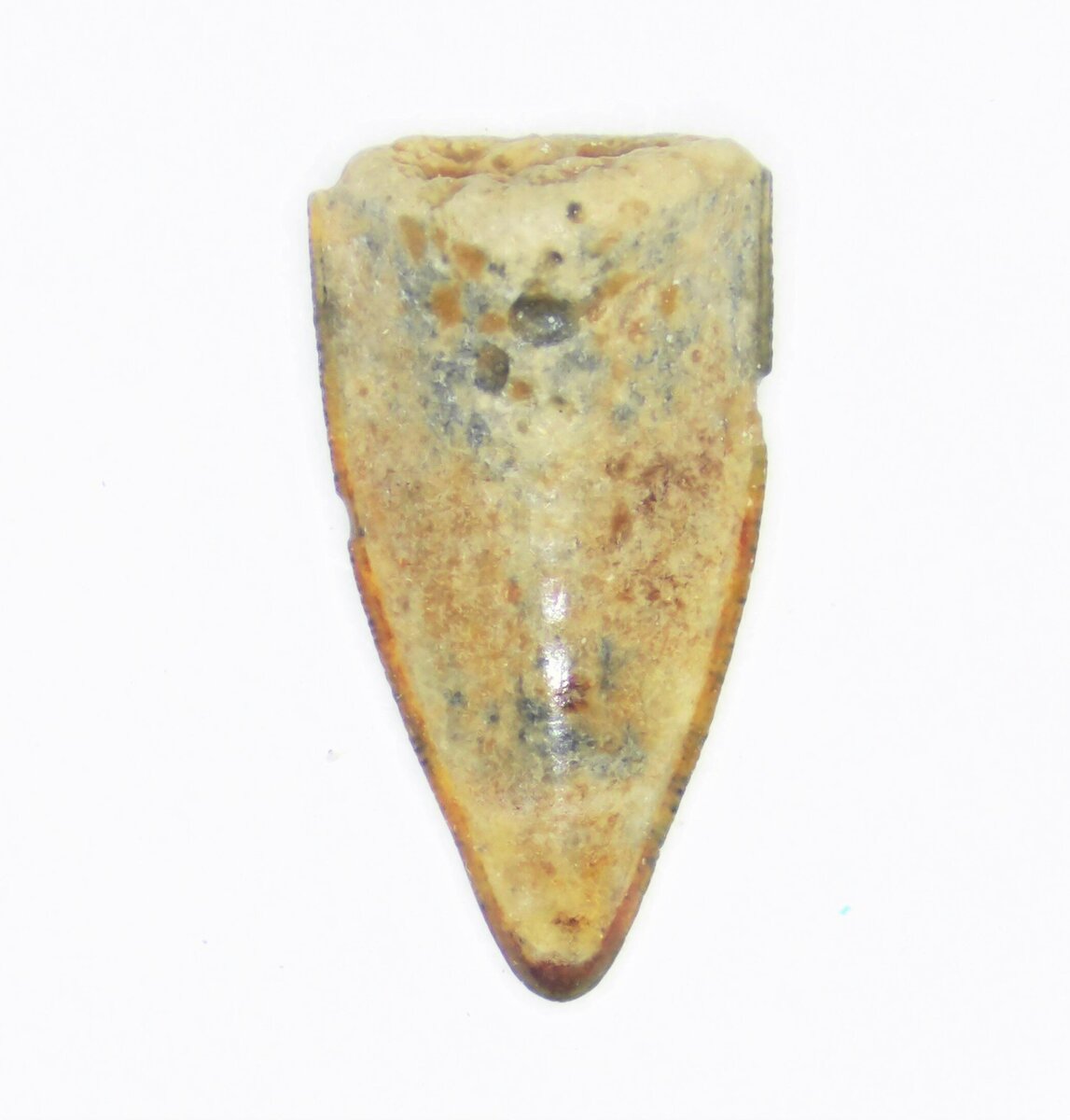 Fish Baracuda Florida Bone Valley - Member Collections - The Fossil Forum