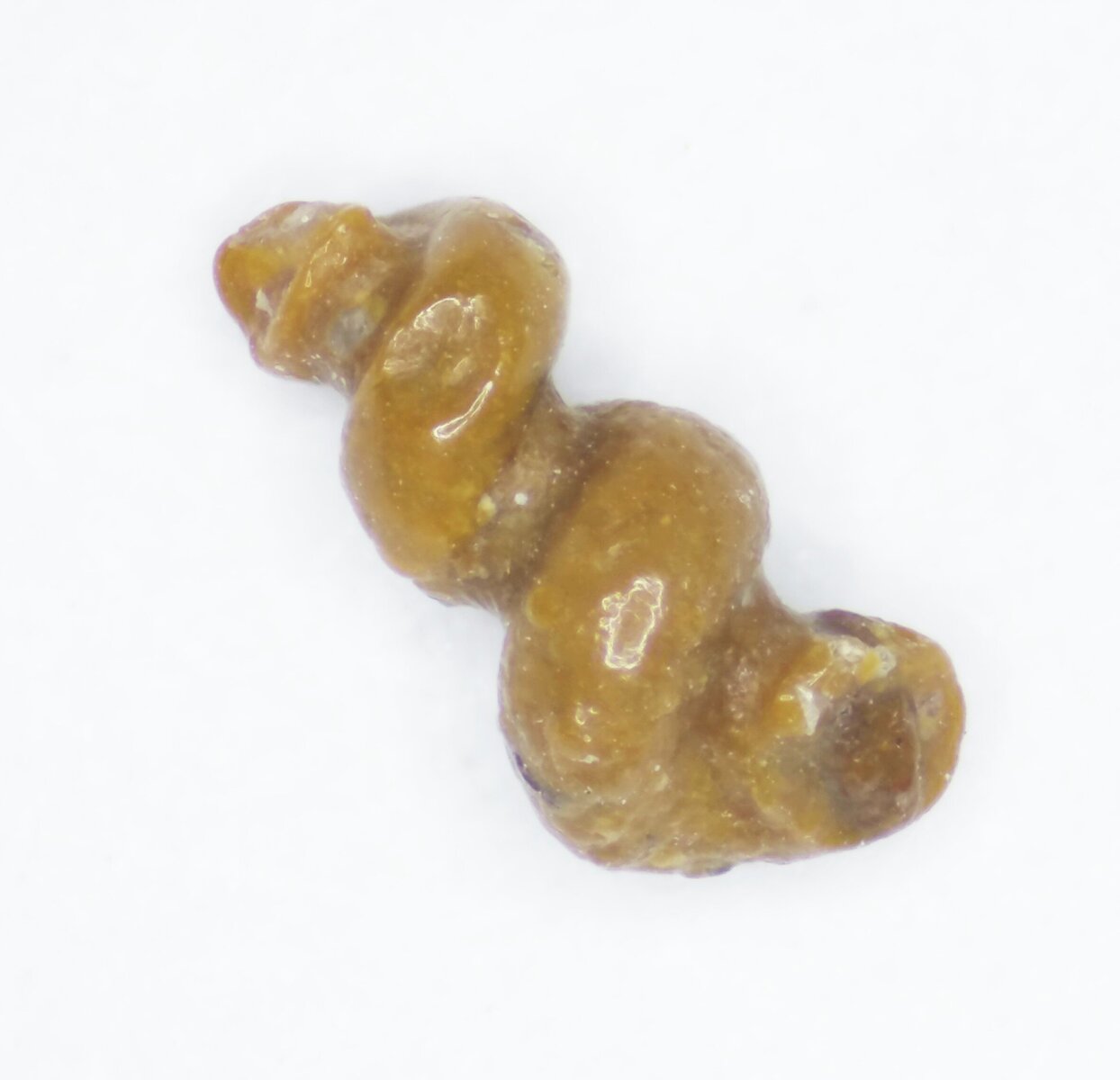 Gastropod Florida Bone Valley - Member Collections - The Fossil Forum