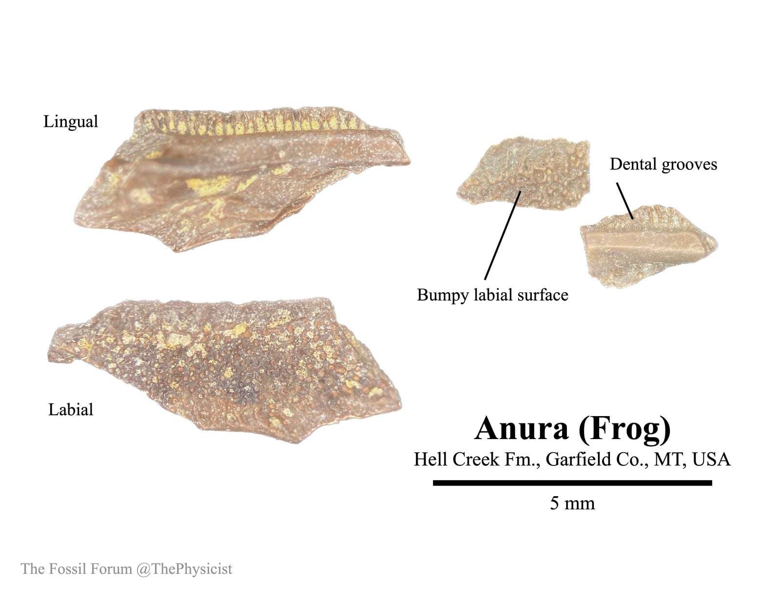 Anura (Frog) - Cretaceous - The Fossil Forum