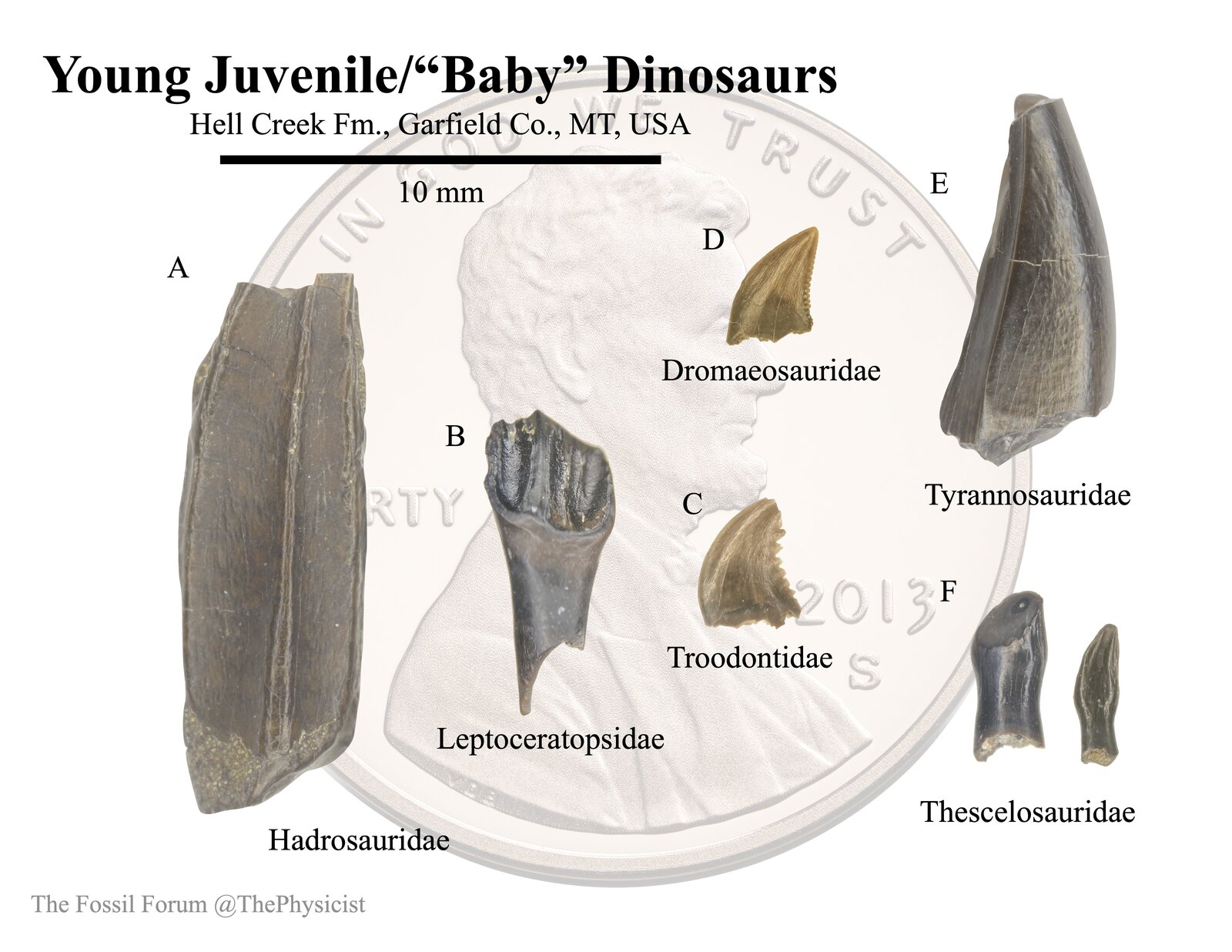 Baby dinosaurs - Cretaceous - The Fossil Forum