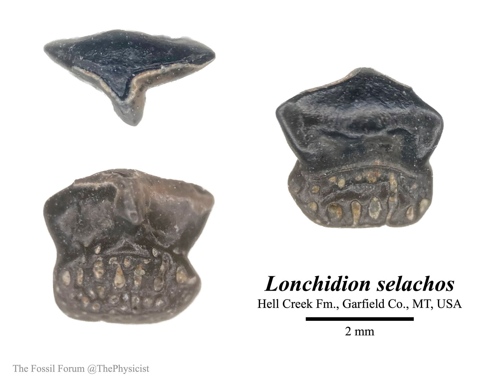 Lonchidion selachos - Cretaceous - The Fossil Forum