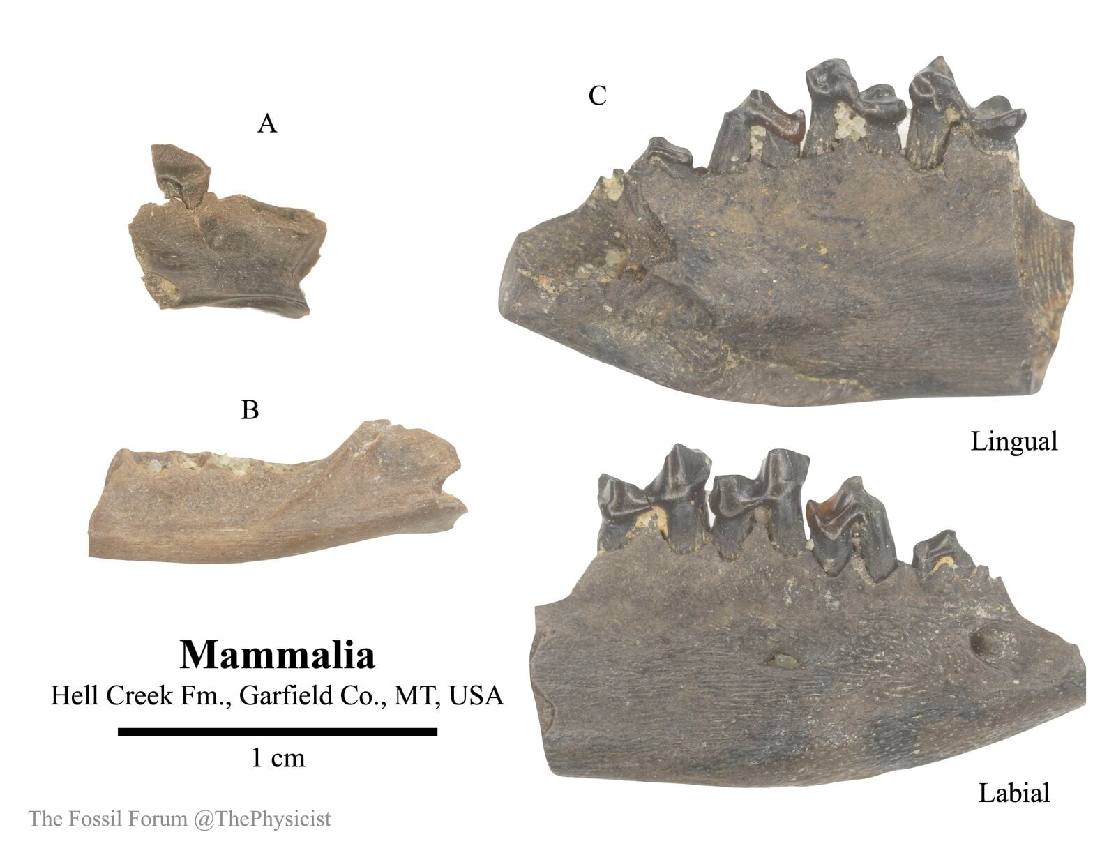 Mammal jaws - Cretaceous - The Fossil Forum
