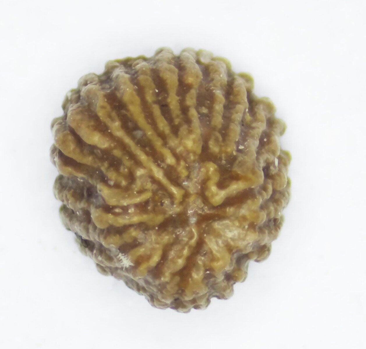 Coral Florida Bone Valley - Member Collections - The Fossil Forum
