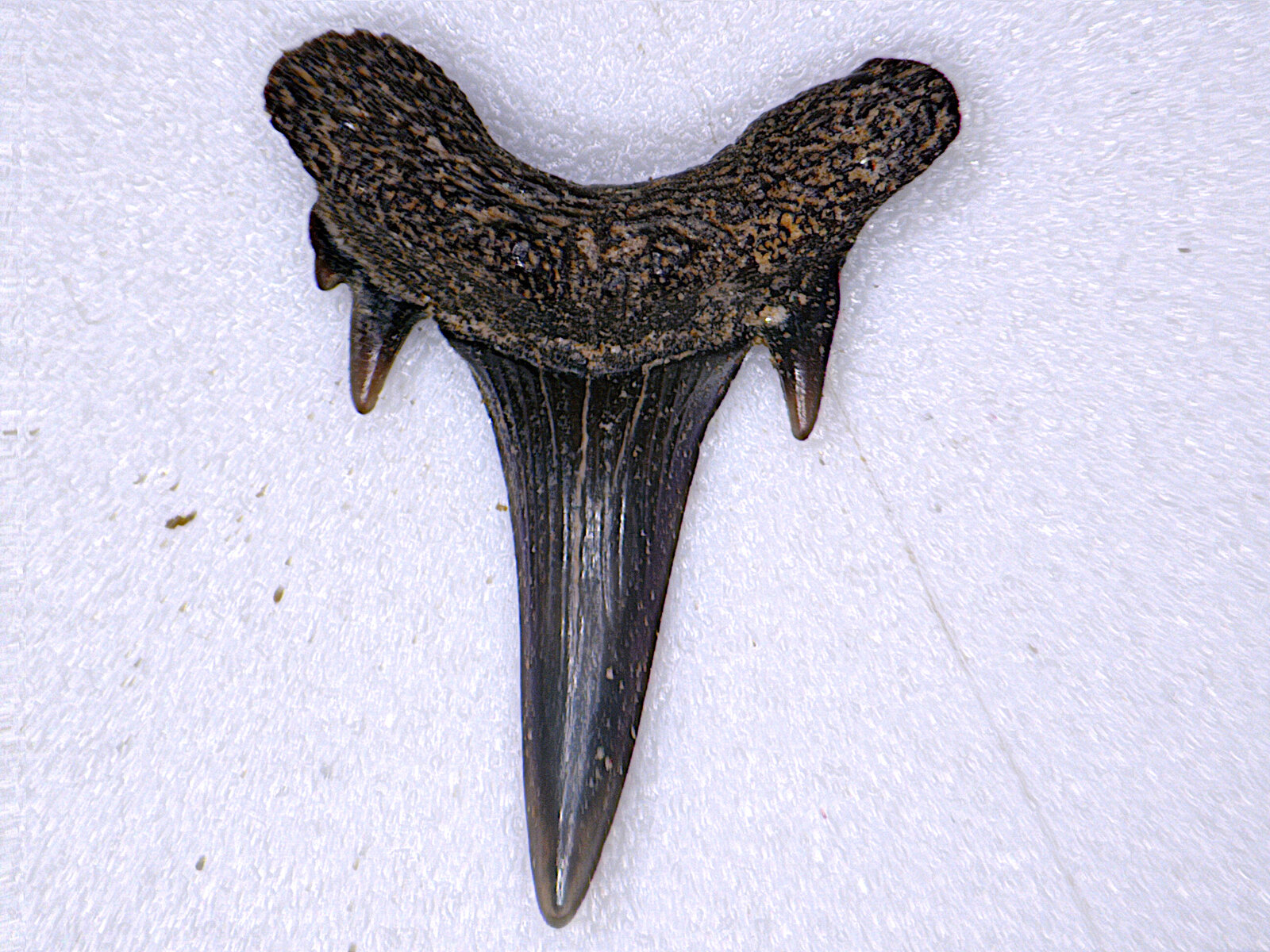 Eostriatolamia holmdelensis Tooth - Cretaceous - The Fossil Forum