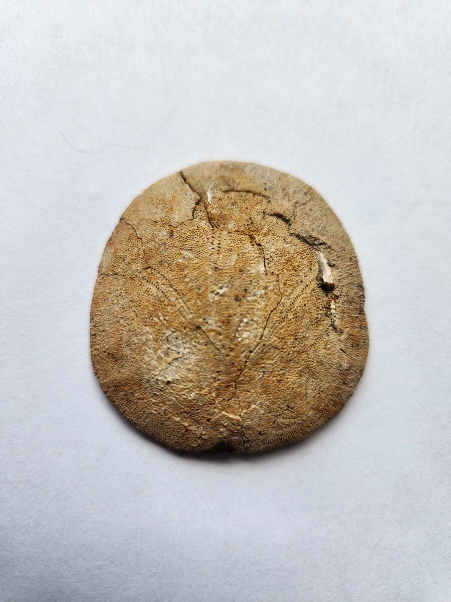 Dedraster gibbsi - Member Collections - The Fossil Forum