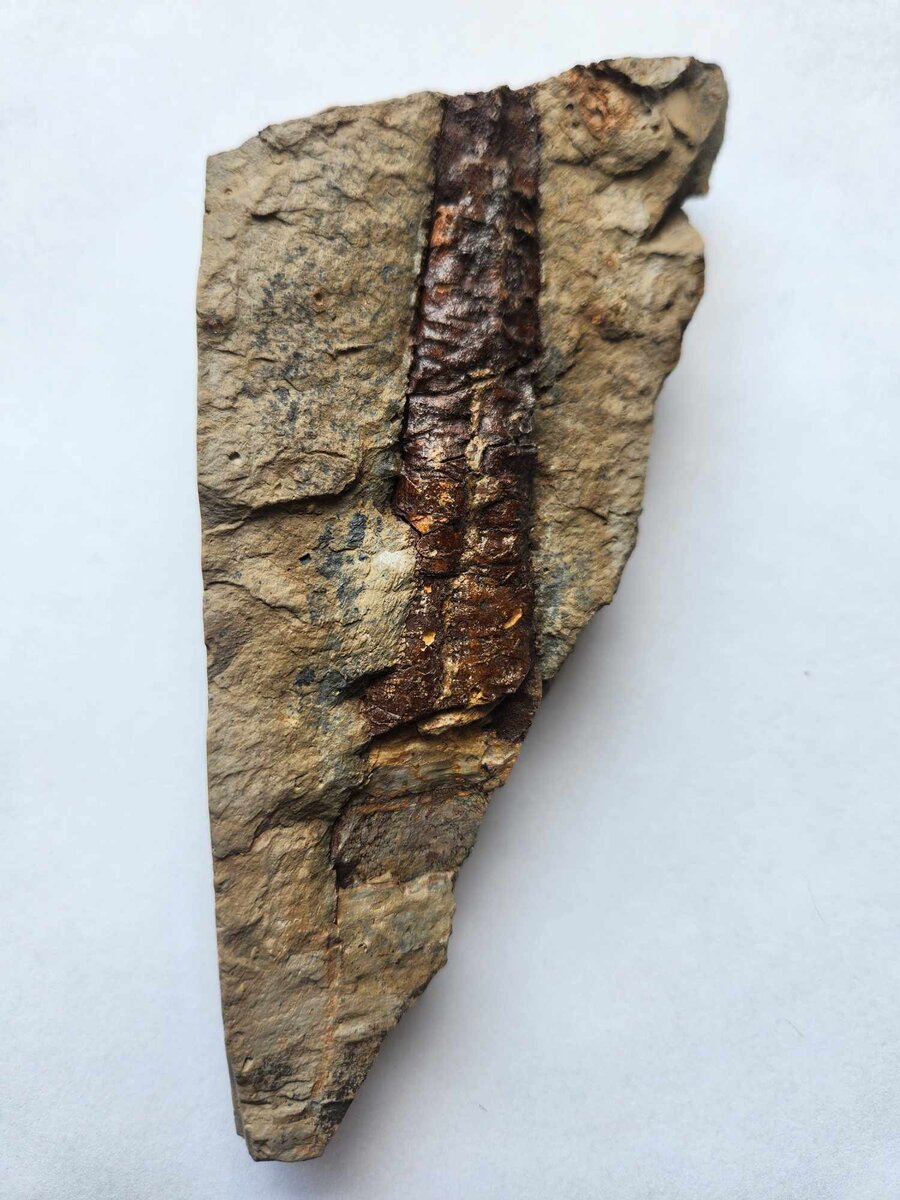 Cephalopoda - Member Collections - The Fossil Forum