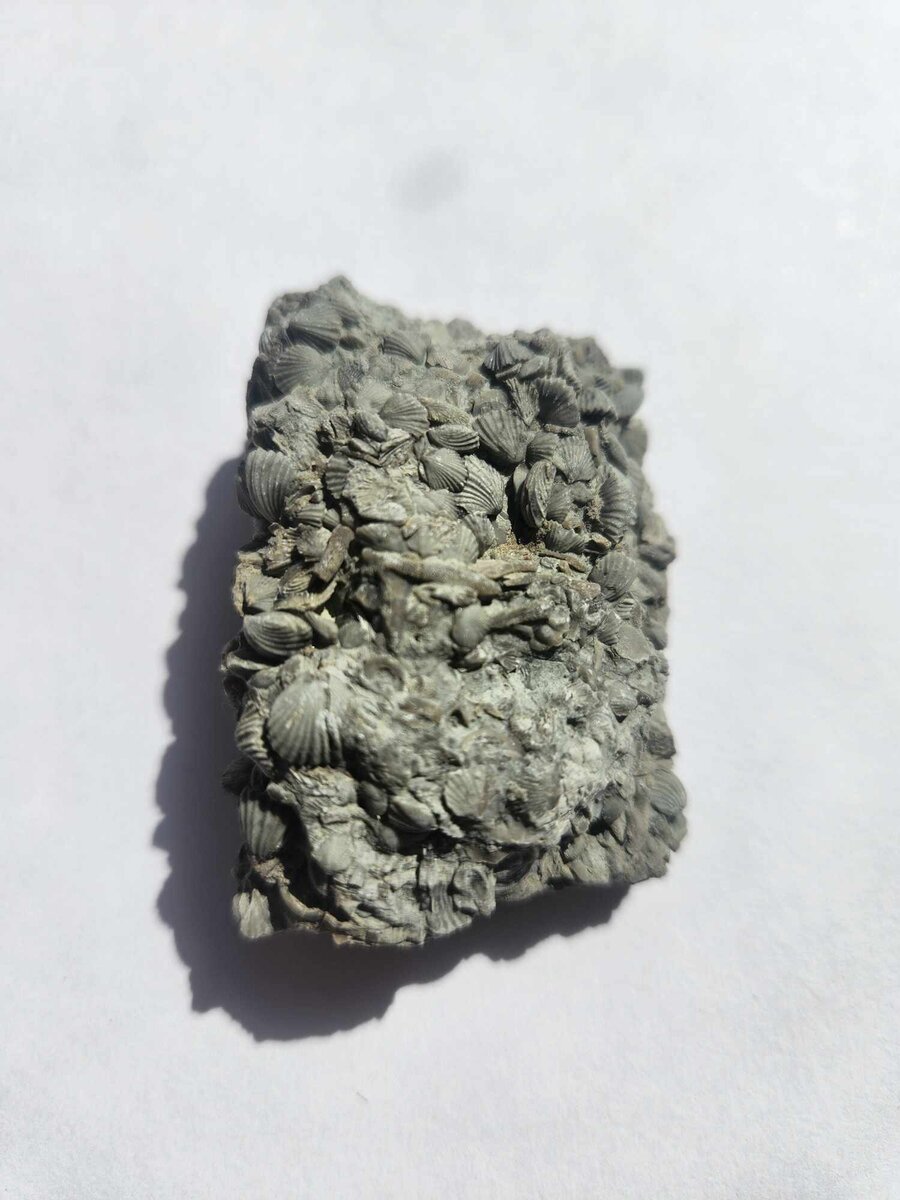 Zygospira modesta - Member Collections - The Fossil Forum