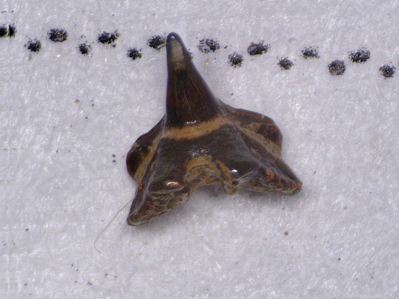 Carpet Shark tooth? - Cretaceous - The Fossil Forum