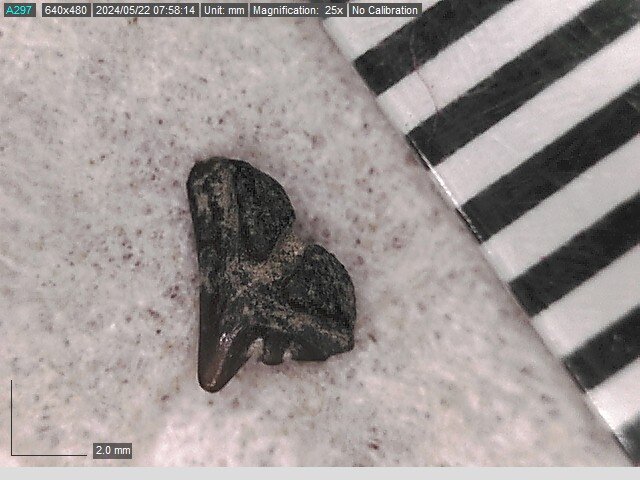 Lee Creek Micro Shark Teeth - Fossil ID - The Fossil Forum