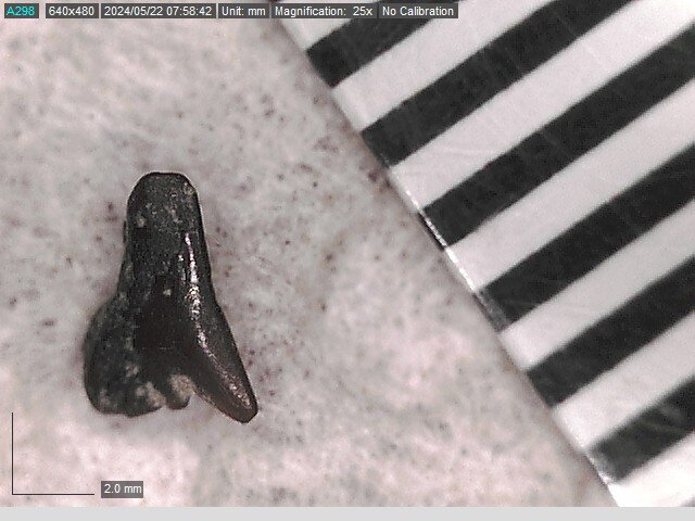 Lee Creek Micro Shark Teeth - Fossil ID - The Fossil Forum
