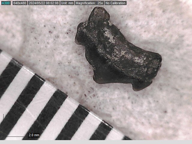 Lee Creek Micro Shark Teeth - Fossil ID - The Fossil Forum