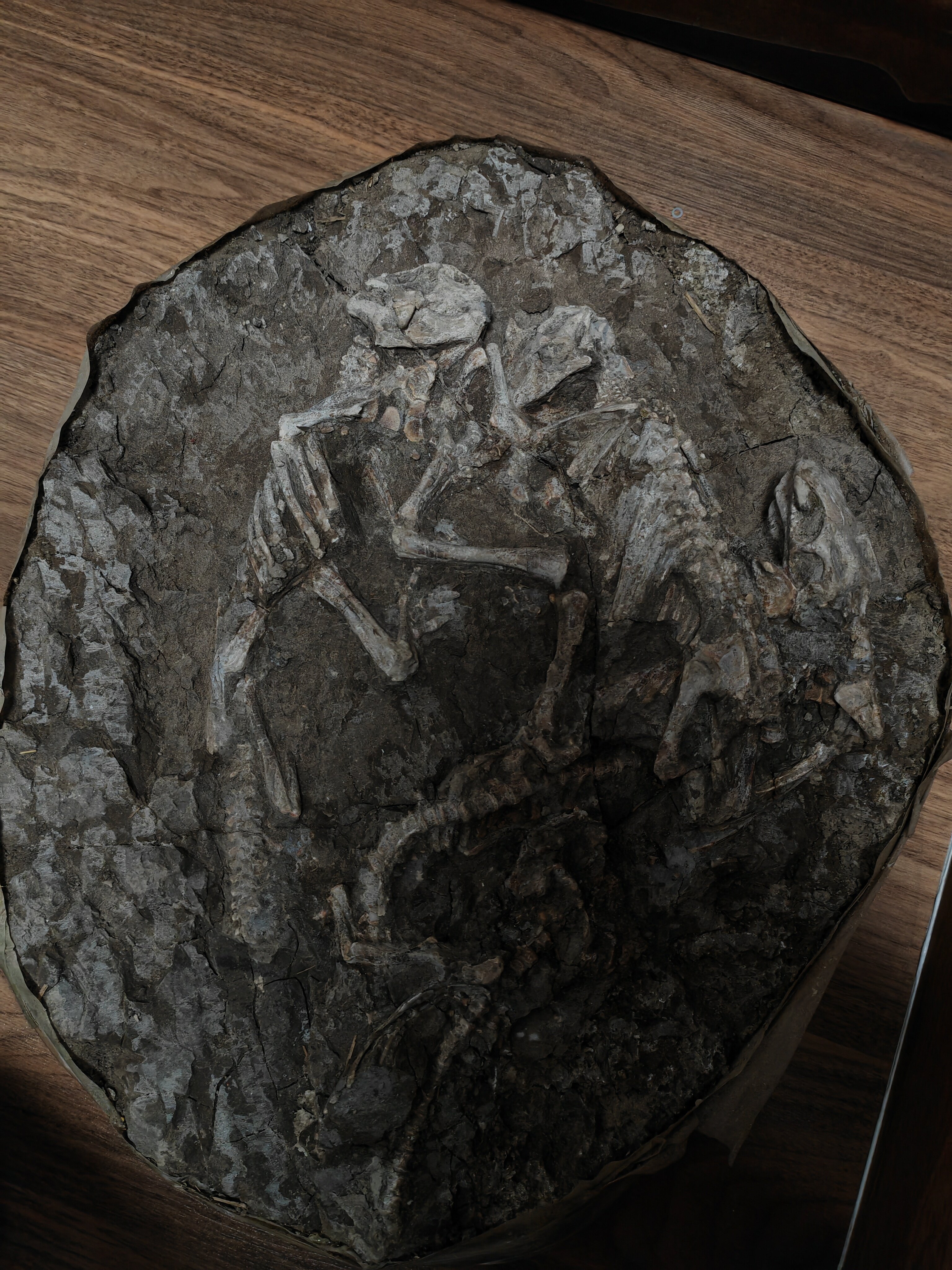 Psittacosaurus plate - Is It Real? How to Recognize Fossil Fabrications ...