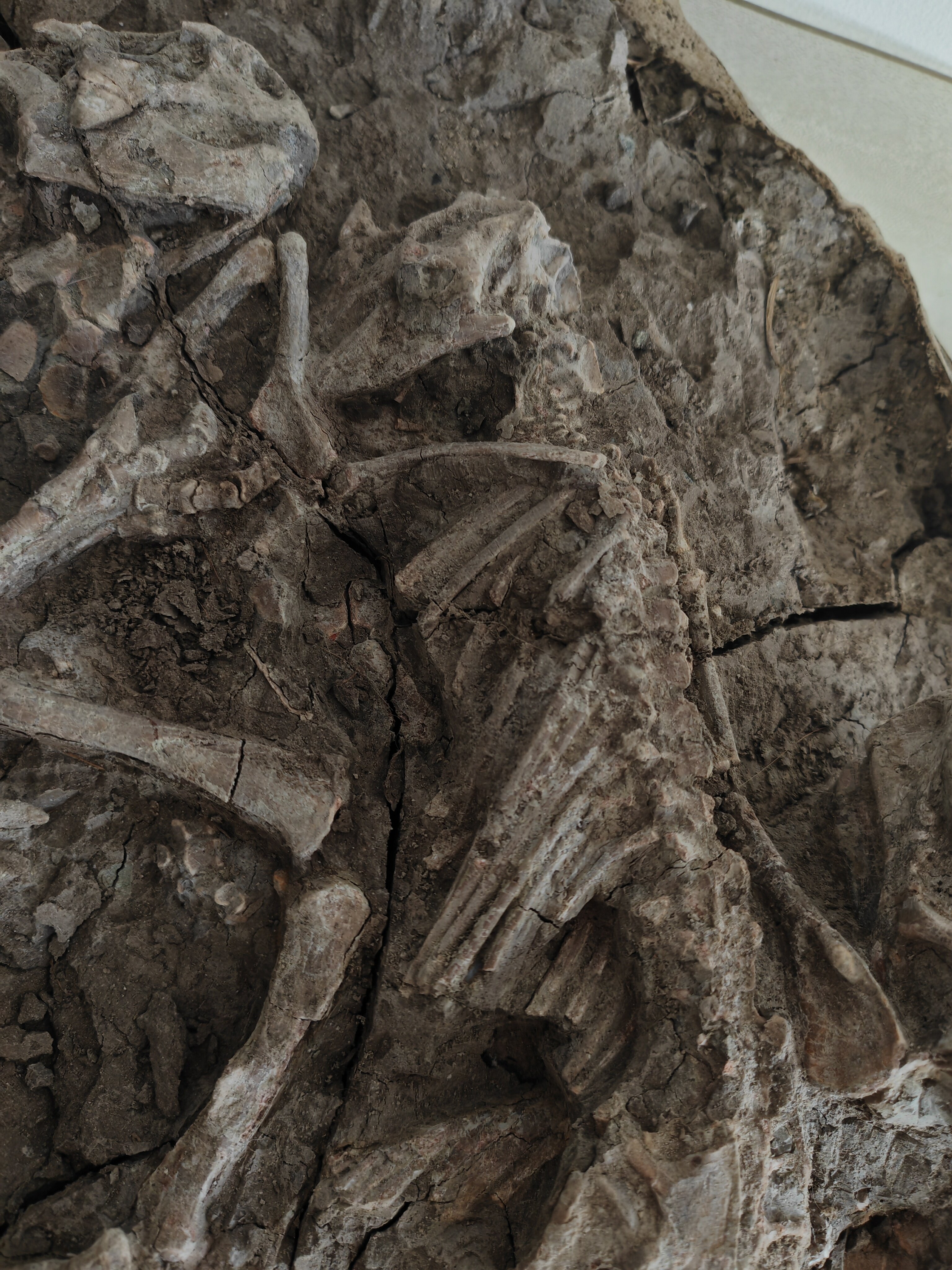 Psittacosaurus plate - Is It Real? How to Recognize Fossil Fabrications ...