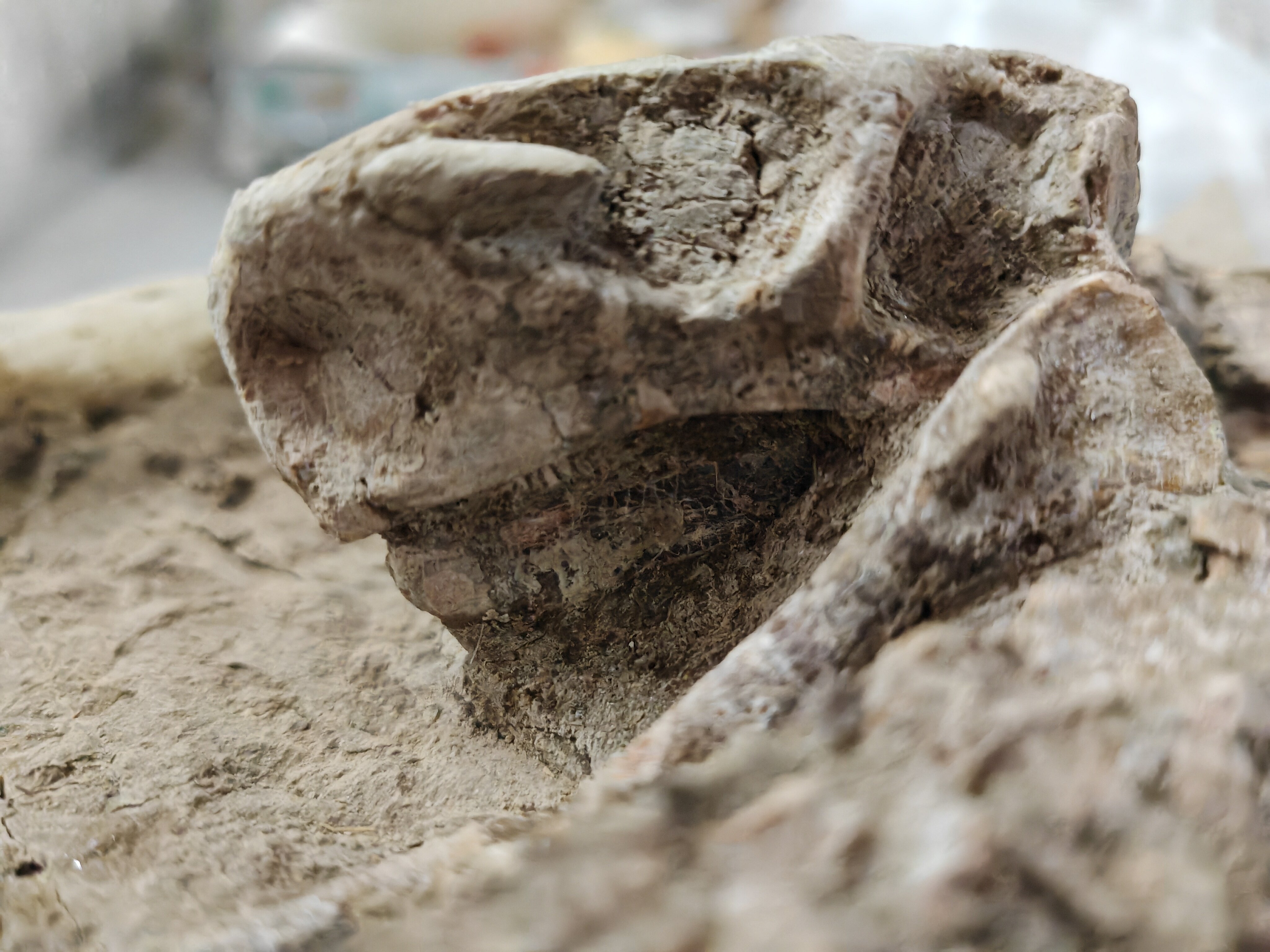 Psittacosaurus plate - Is It Real? How to Recognize Fossil Fabrications ...